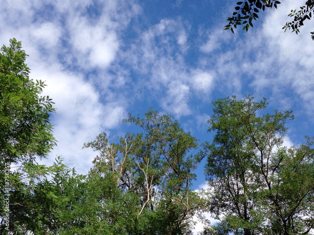 trees and sky Stock Photo | Adobe Stock