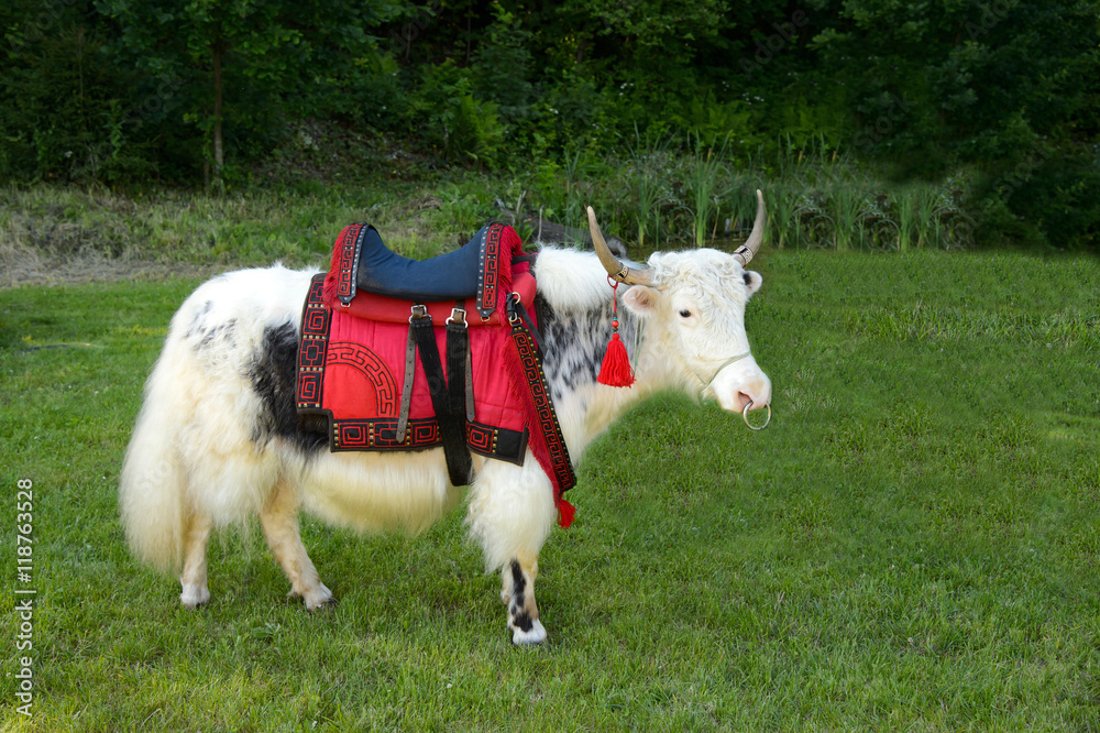 Domesticated Yak white (Bos grunniens) is an animal kind of bulls of ...