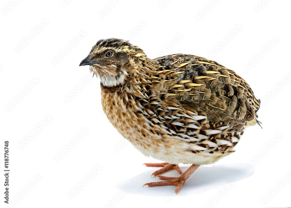 Laying hen of quail isolated on white background. Domesticated quails ...
