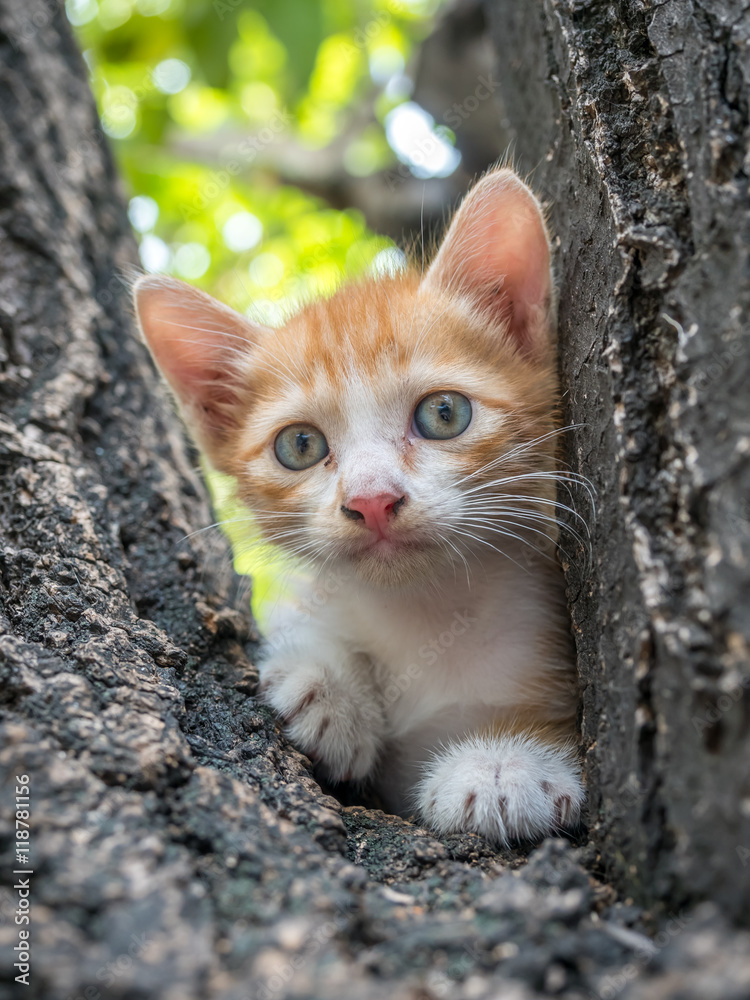 Cute kitten on tree Stock Photo | Adobe Stock