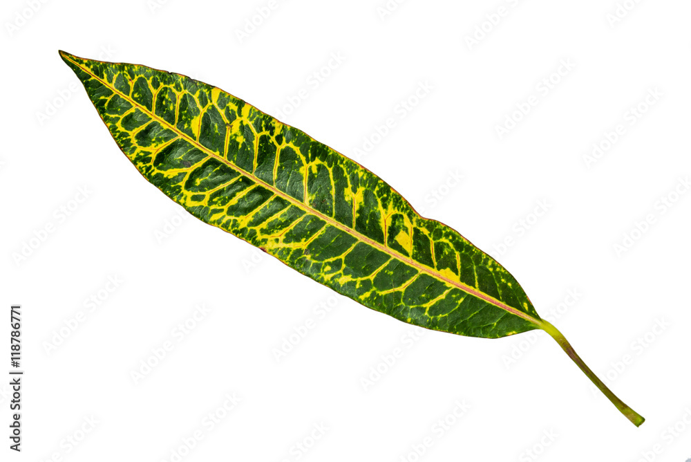 Colorful long leaf texture closeup with isolated white backgroun Stock ...