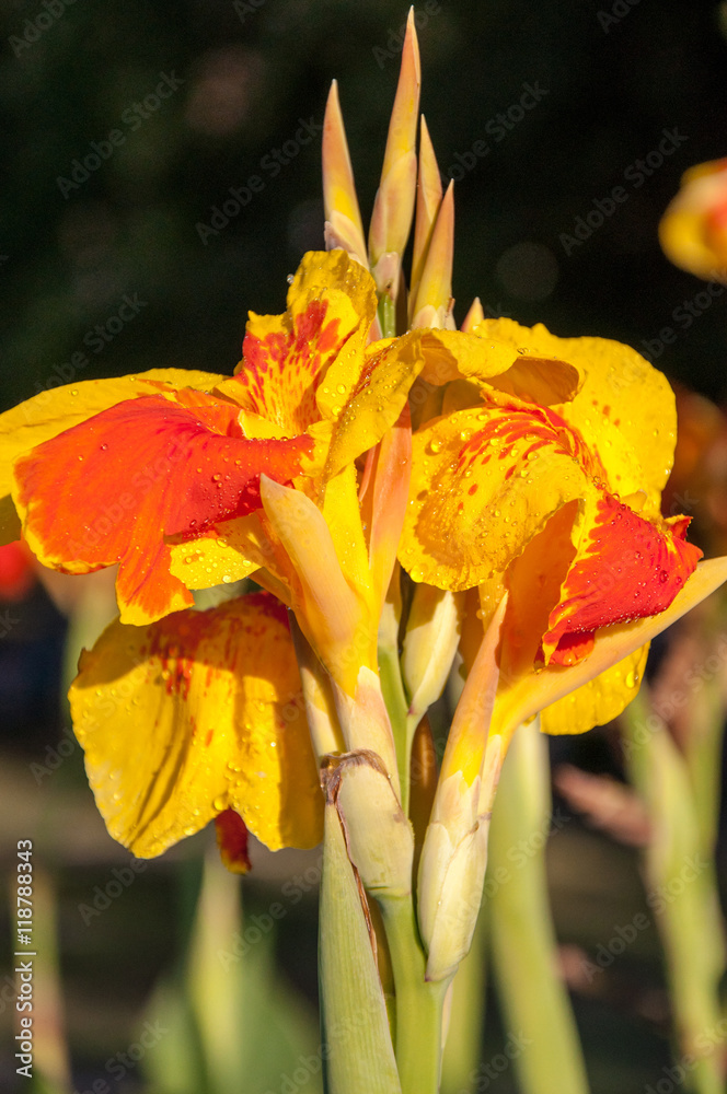 Flower Canna yellow-red Stock Photo | Adobe Stock