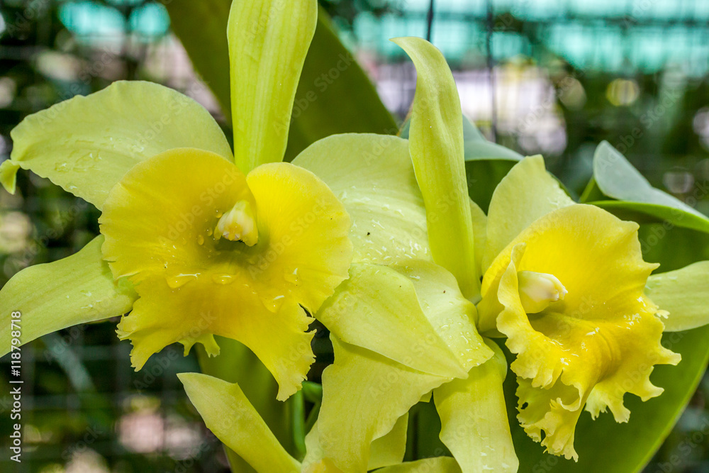Cattleya, Orchidée jaune Orchidée jaune de la Réunion Stock Photo ...