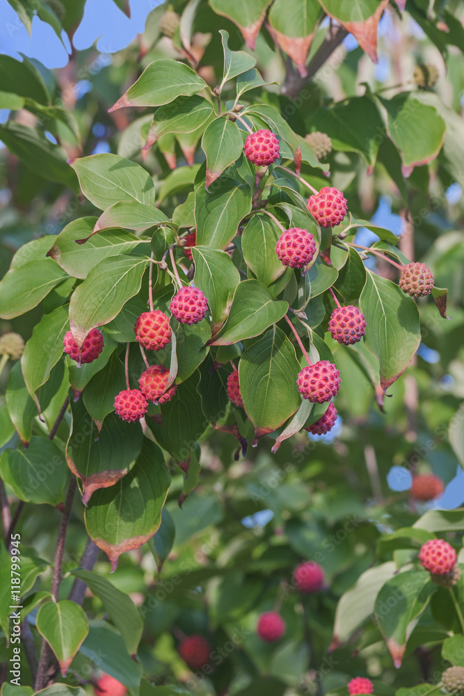 Kousa Dogwood fruits (Cornus kousa). Called Chinese Dogwood, Japanese ...