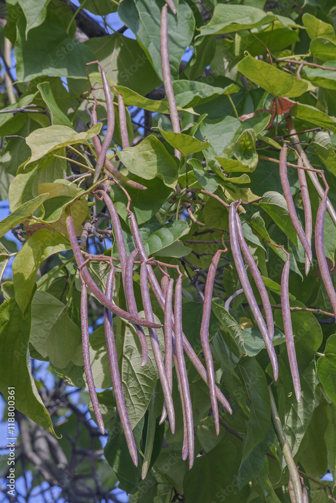 Northern catalpa (Catalpa speciosa). Called Hardy Catalpa, Western ...