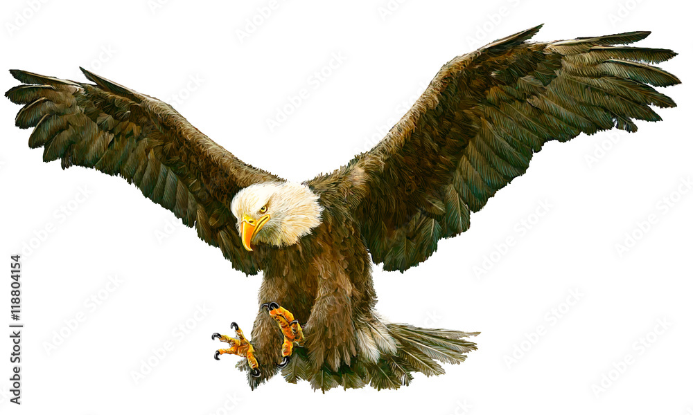 Bald eagle swoop hand draw and paint color on white background vector ...