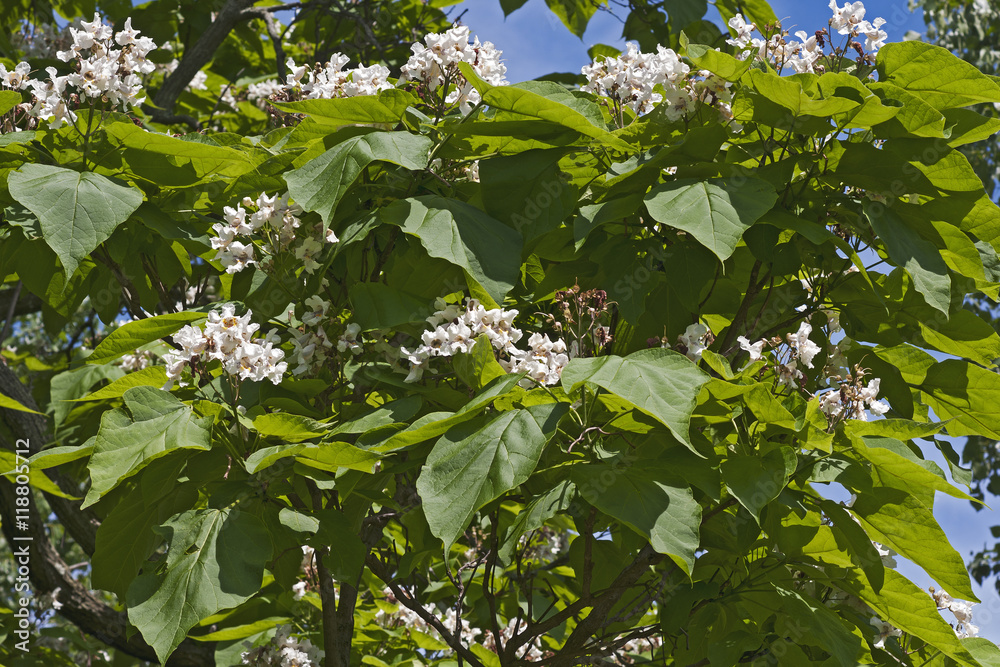 Northern catalpa (Catalpa speciosa). Called Hardy Catalpa, Western ...