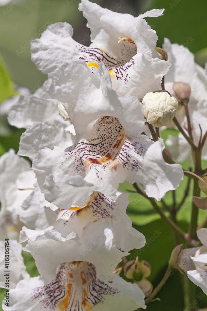 Northern catalpa flowers (Catalpa speciosa). Called Hardy Catalpa ...