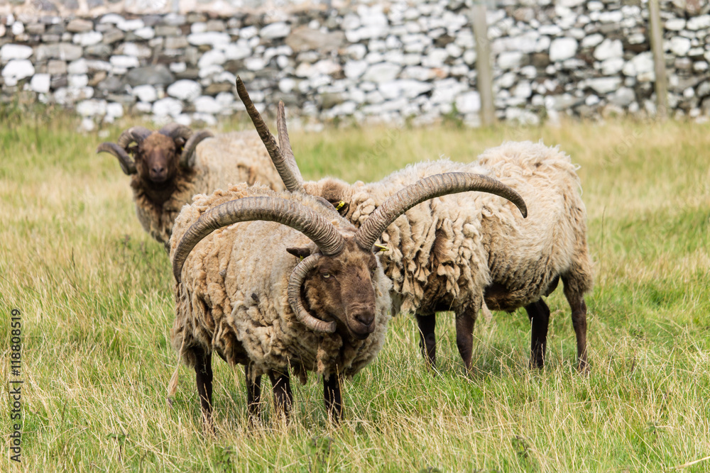 Isle Of Man Manx loaghtan sheep Stock Photo | Adobe Stock