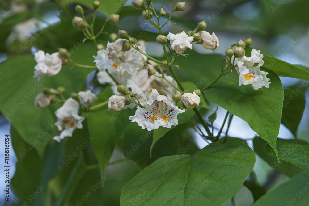 Northern catalpa (Catalpa speciosa). Called Hardy Catalpa, Western ...
