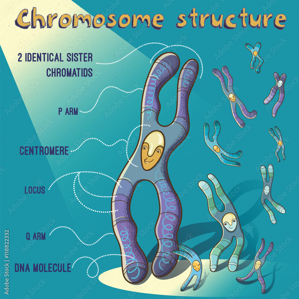 Illustration of chromosome structure for children Stock Vector | Adobe ...