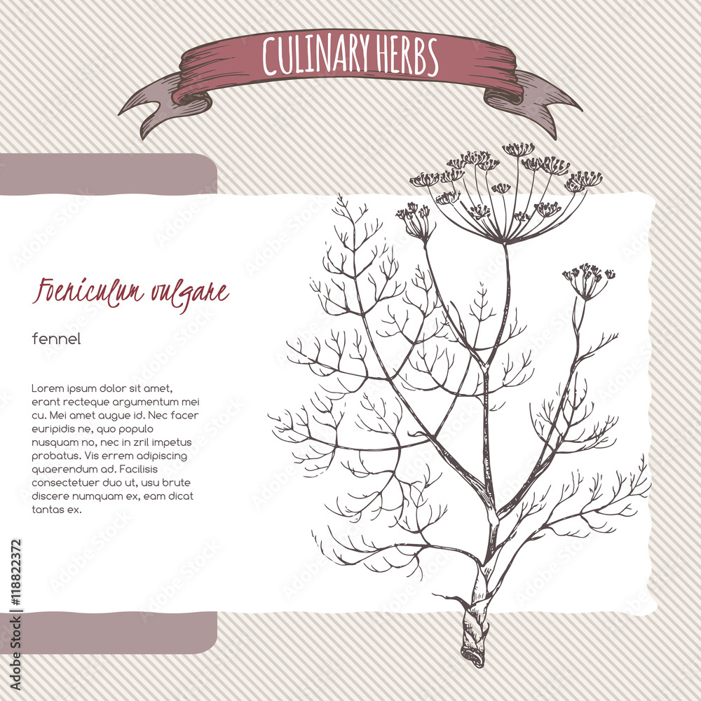 Foeniculum vulgare aka fennel vector hand drawn sketch. Stock Vector ...