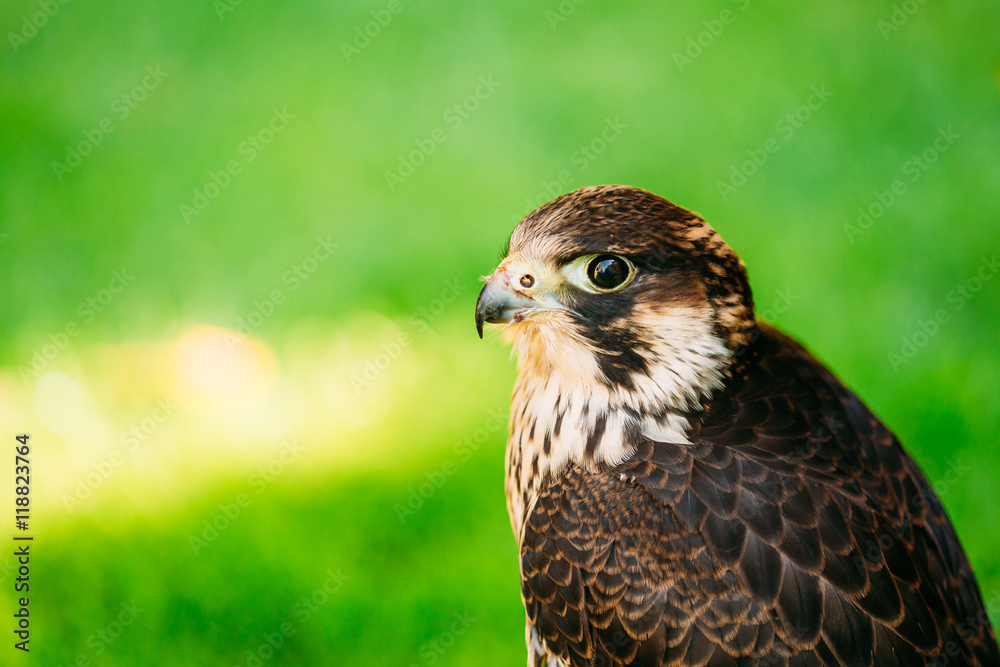 The peregrine falcon on green grass background Stock Photo | Adobe Stock