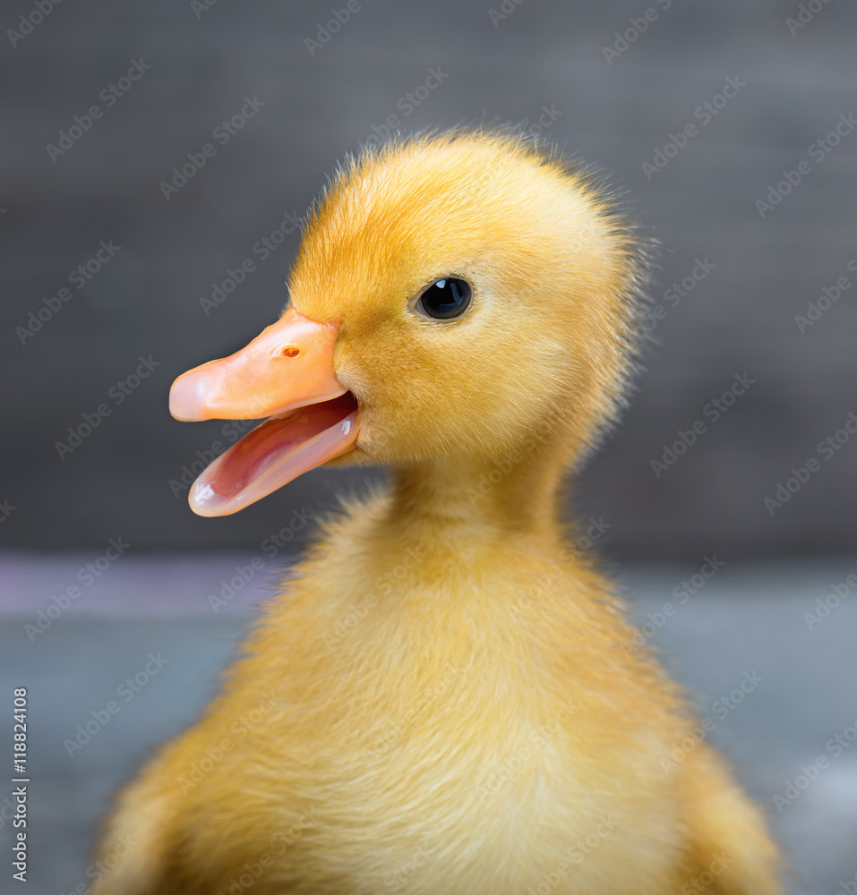 Farm Duckling