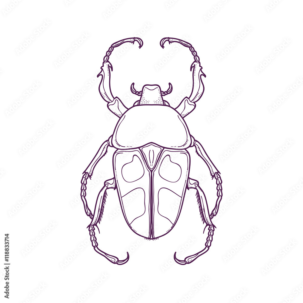 Beetle Outline