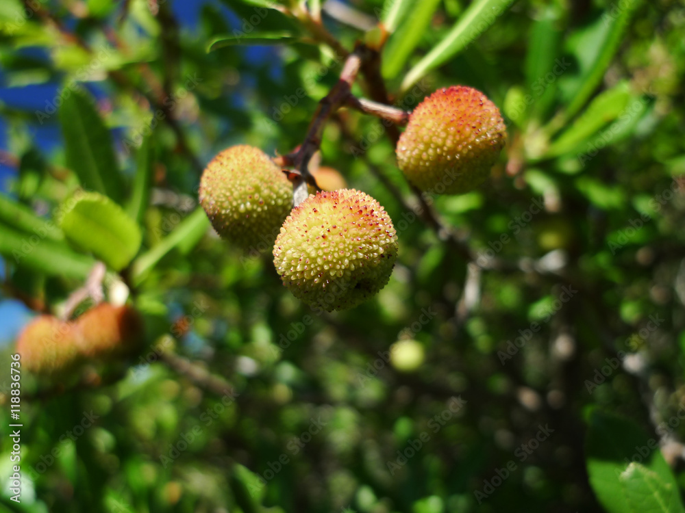 Mediterranean strawberry tree. foto de Stock | Adobe Stock