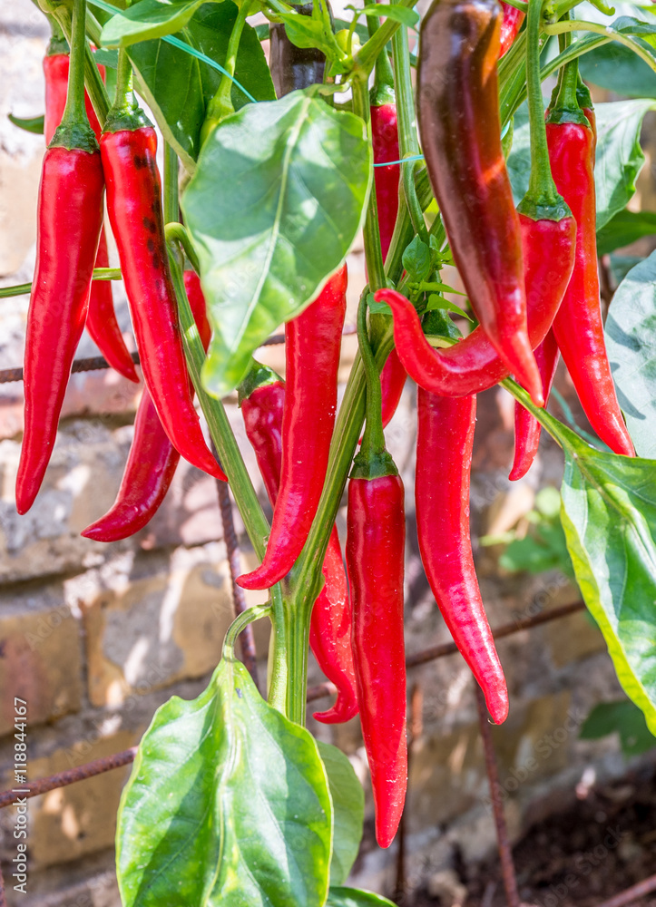 Chilischoten im Garten Stock-Foto | Adobe Stock