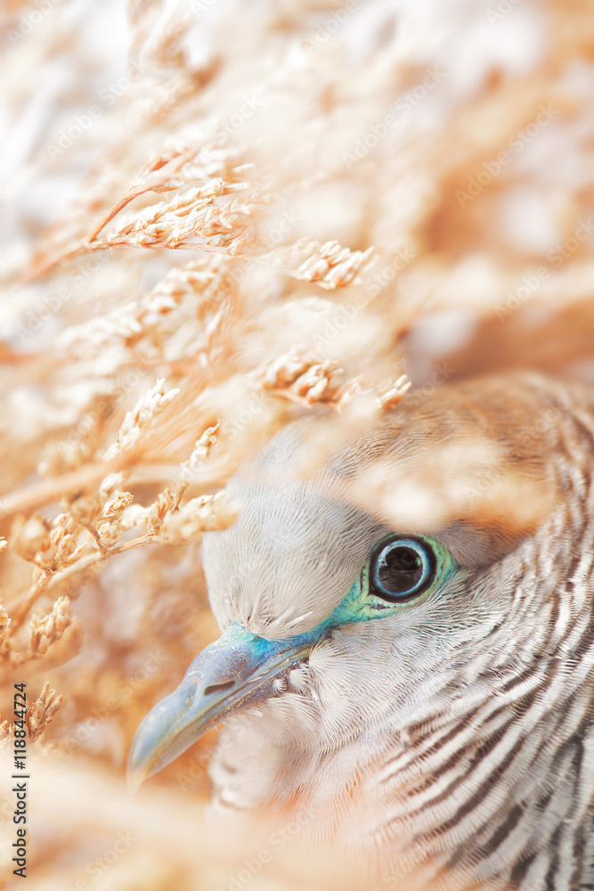 Zebra dove (Geopelia striata) in tropical forest ,traditional pet of ...