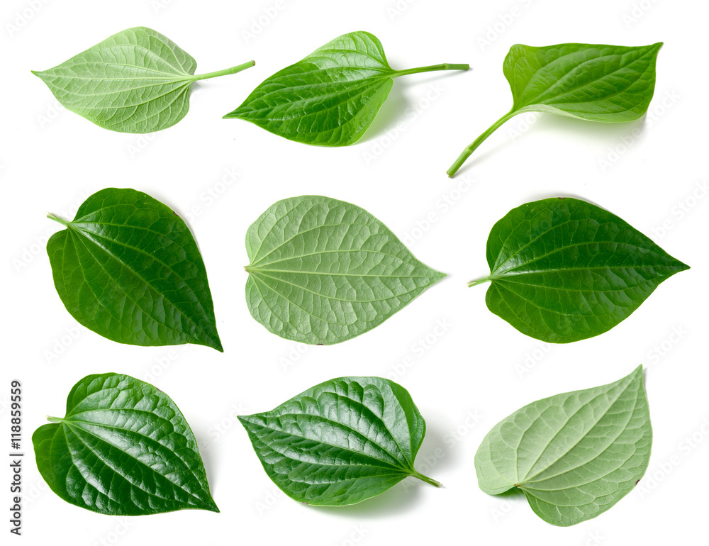 Green betel leaf heart shape isolated on white Stock Photo | Adobe Stock