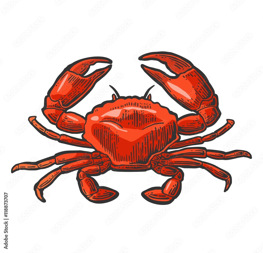 Crab isolated on white background. Stock Vector | Adobe Stock