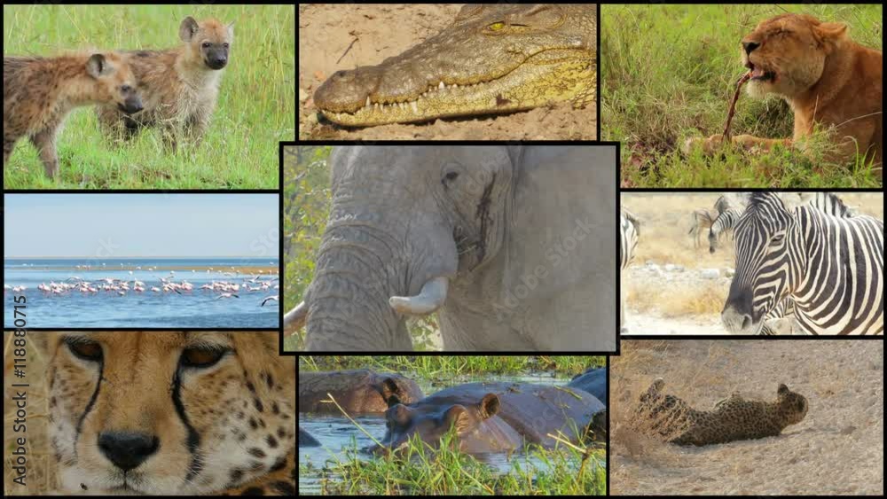 wild animals in the savannah collage montage composite 4k crocodile ...