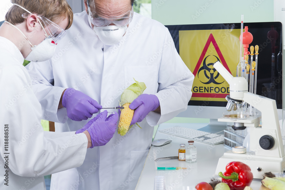 Gentechniker untersuchen Genfood Mais im Labor Stock Photo | Adobe Stock