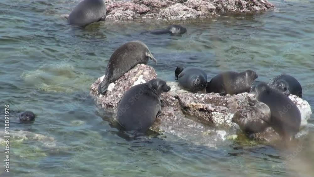 Vidéo Stock Baikal seal Pusa sibirica on Ushkany Islands belongs to ...