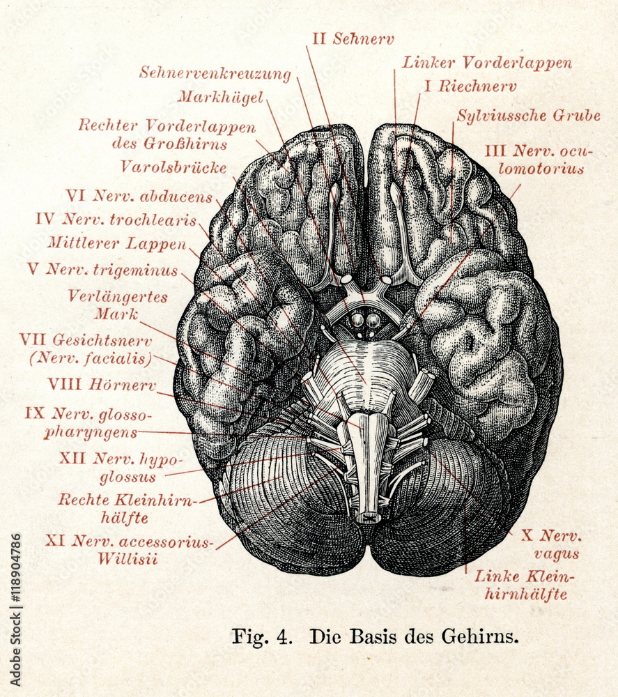 Human brain viewed from below (from Meyers Lexikon, 1895, 7 vol.) Stock ...