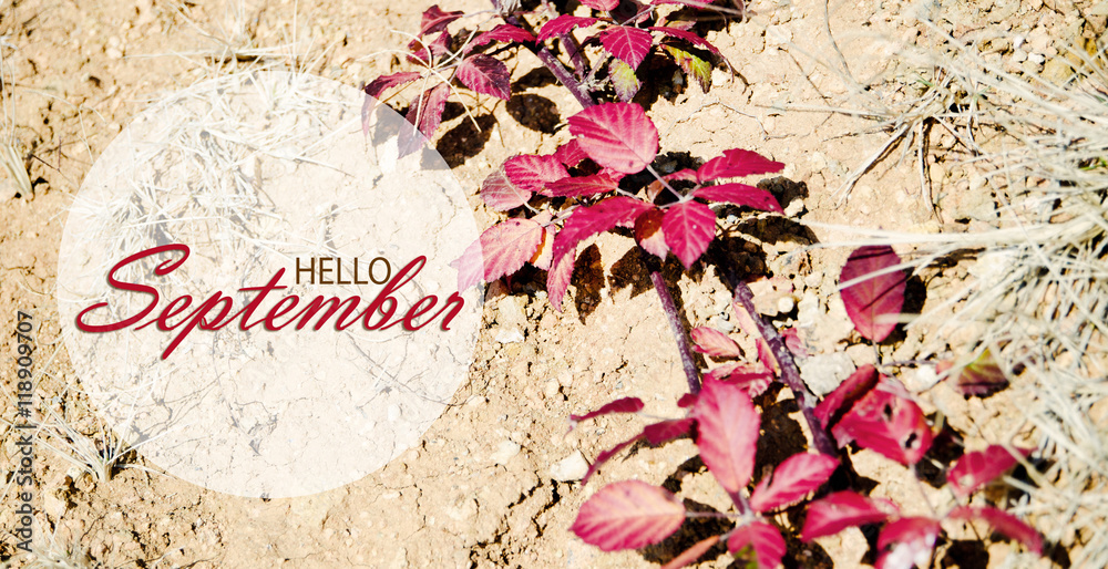 Hello September wallpaper, autumn background with red and orange leaves ...