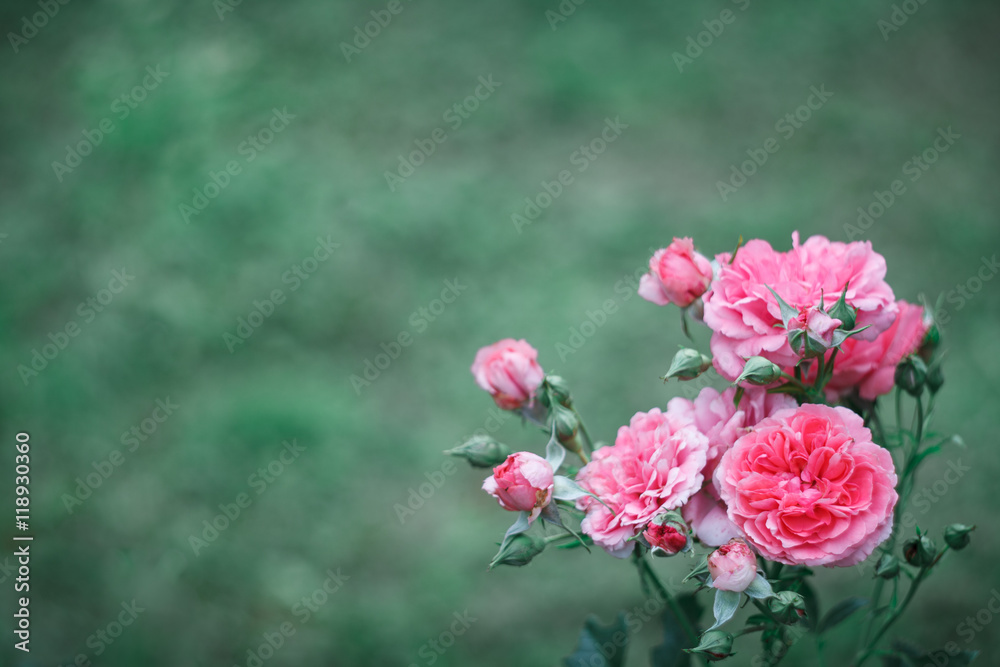 Green background for your text with beautiful punk roses at the right ...