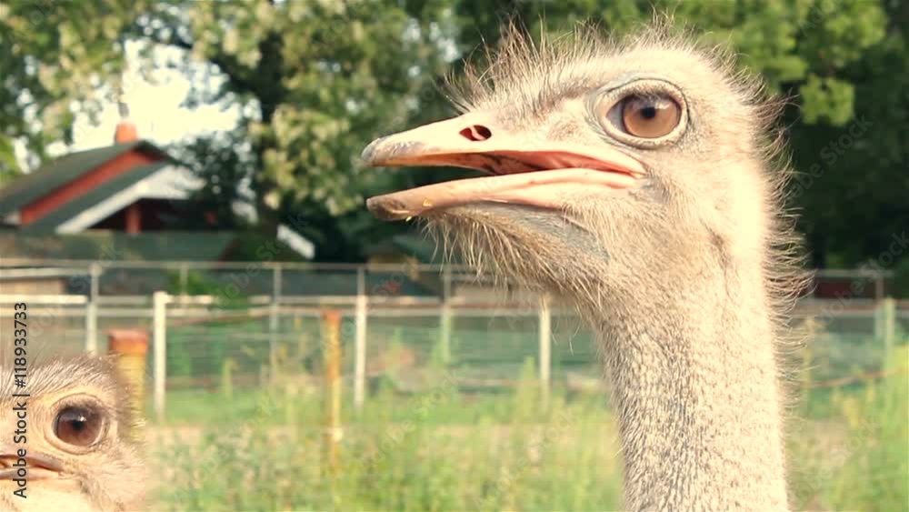 Portrait of an ostrich close up Stock Video | Adobe Stock