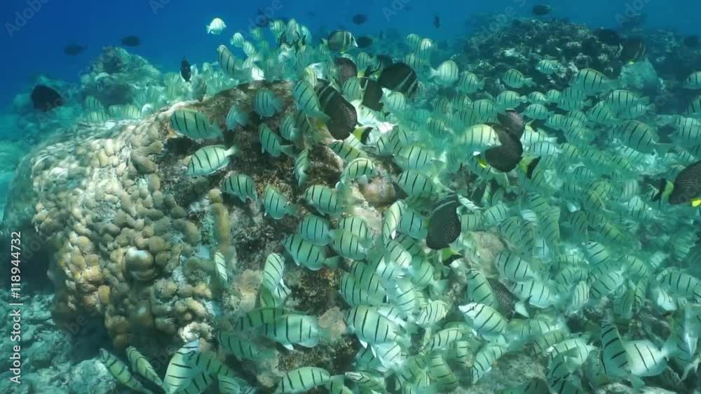 Convict tang tropical fish shoal with some whitespotted surgeonfish ...