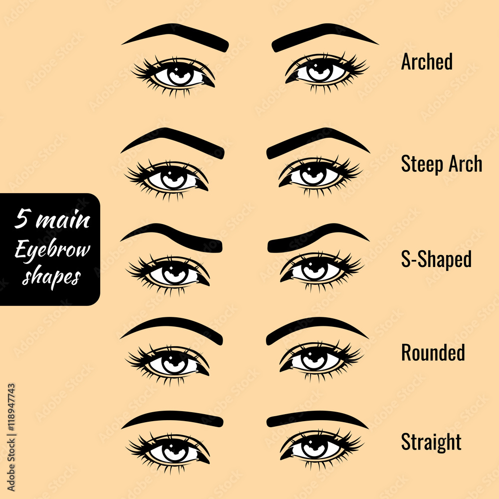 Basic eyebrow shape types vector illustration Stock Vector | Adobe Stock