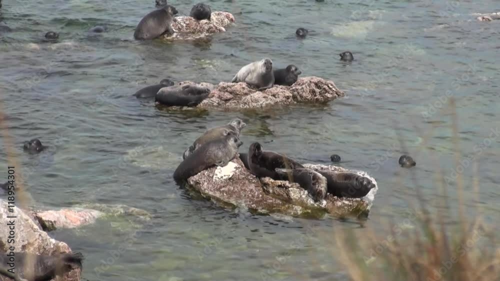Baikal seal Pusa sibirica on Ushkany Islands belongs to type of animal ...