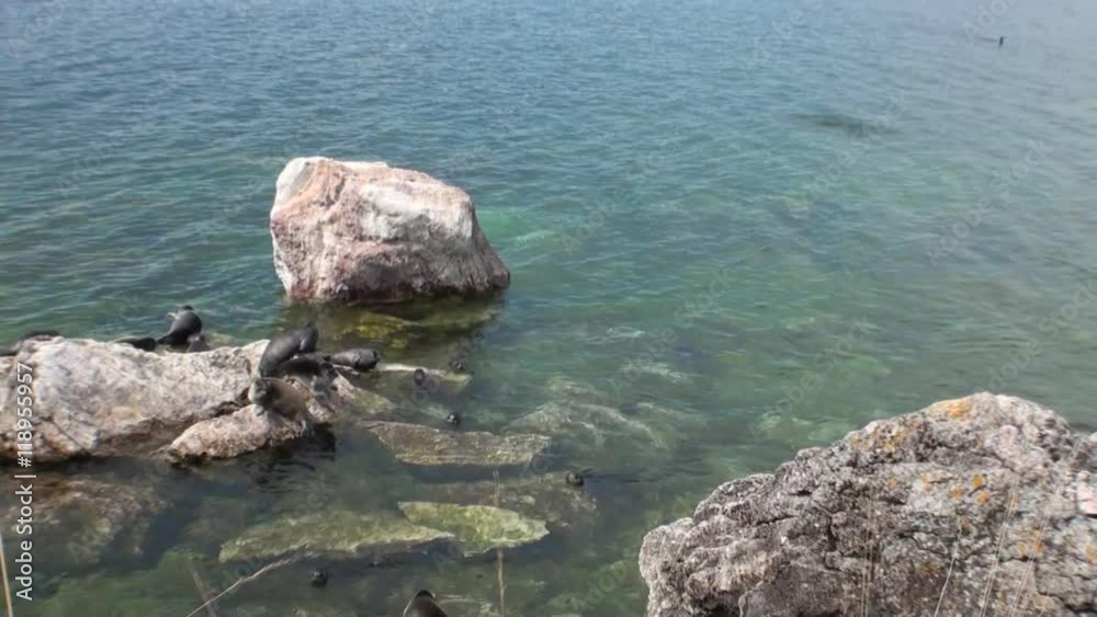 Baikal seal Pusa sibirica on Ushkany Islands belongs to type of animal ...