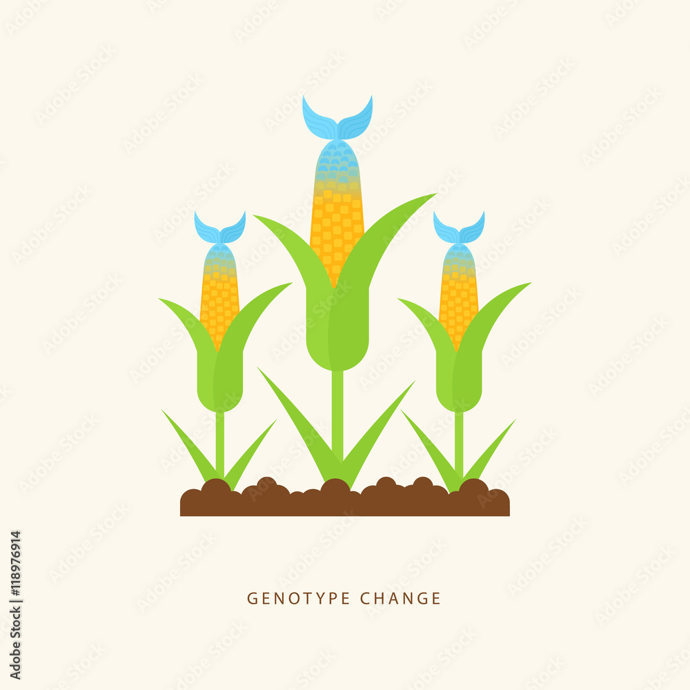 Genotype change. Vector illustration with hybrid corn and fish in the ...