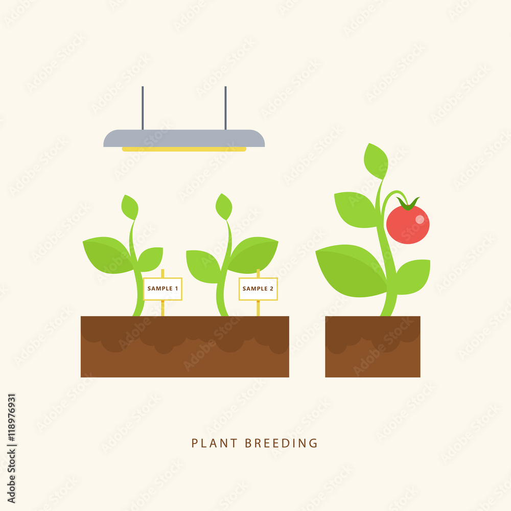 Plant breeding. Vector scene in flat style. Stock Vector | Adobe Stock