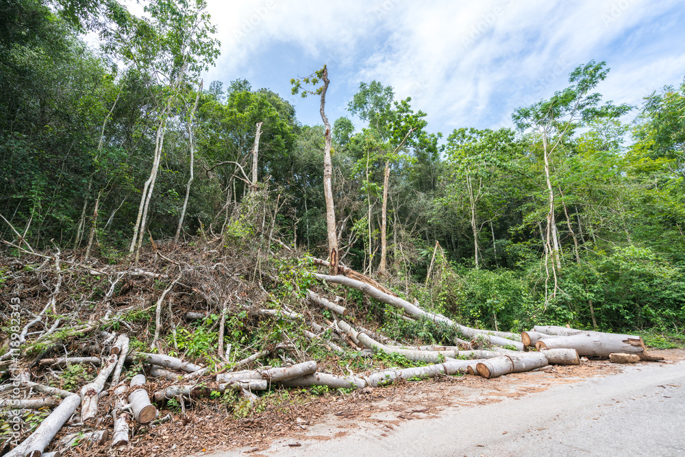 Trees cut down in the forest, deforestation or global warming concept ...
