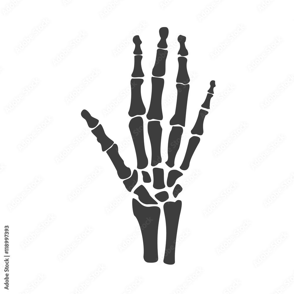 Hand bones vector Stock Vector | Adobe Stock