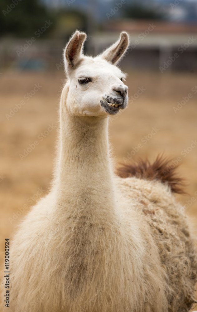 Domestic Llama front view. Domestic Llama (Lama glama) in Northern ...