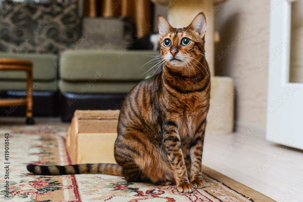 Savannah wild cat walking and hunting in desert Stock Photo | Adobe Stock