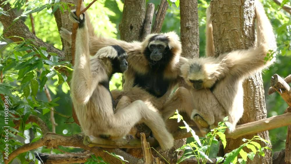 Gibbons Family in Korat zoo. 4K, High quality, Ultra HD, 3840x2160 ...