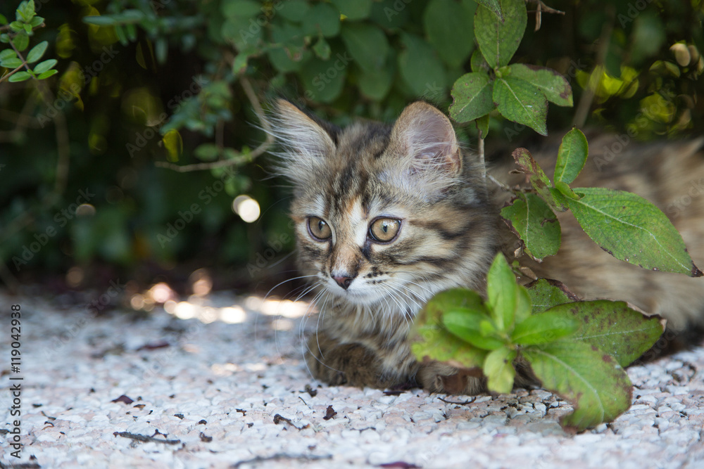 Chaton Stock Photo | Adobe Stock