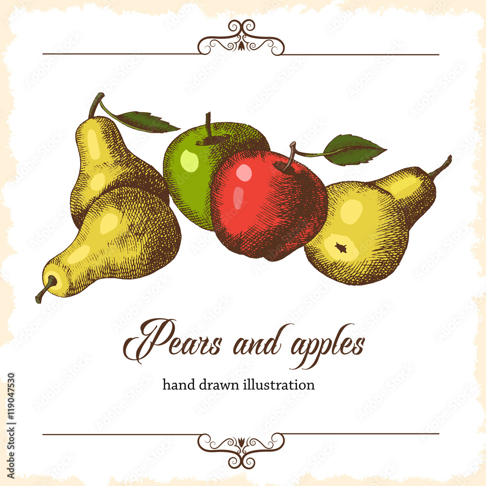 Vintage Set of colored apples and pears. Sketch freehand drawing in ...