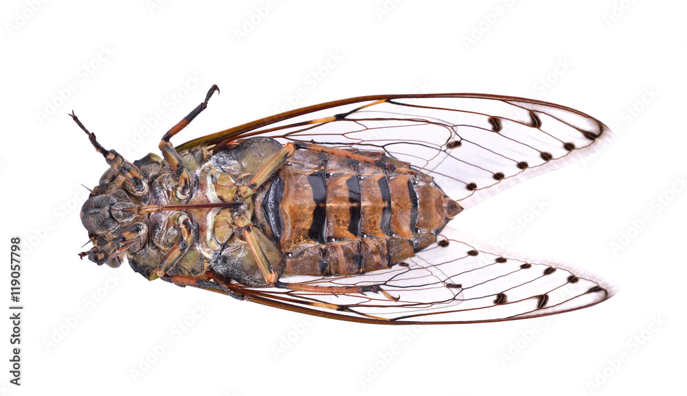 cicada insect isolated on white background Stock Photo | Adobe Stock