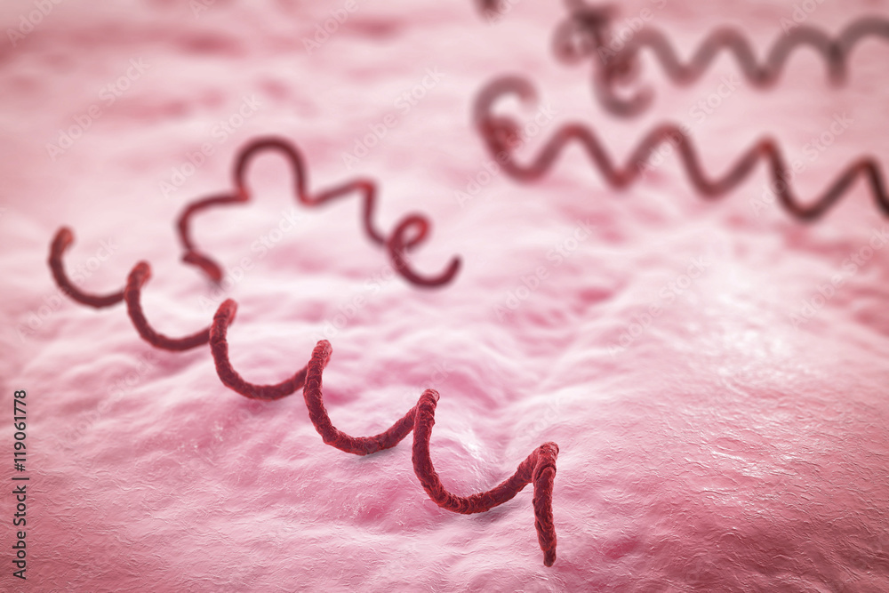 Treponema pallidum on the surface of human skin or mucus membrane ...