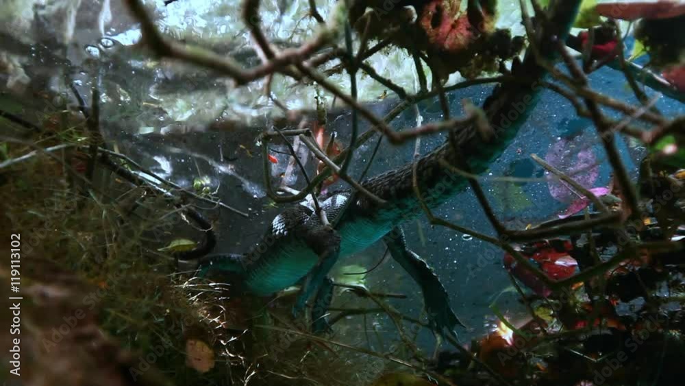 Vidéo Stock Crocodile in the grass and roots in cave Mexican Sacred ...