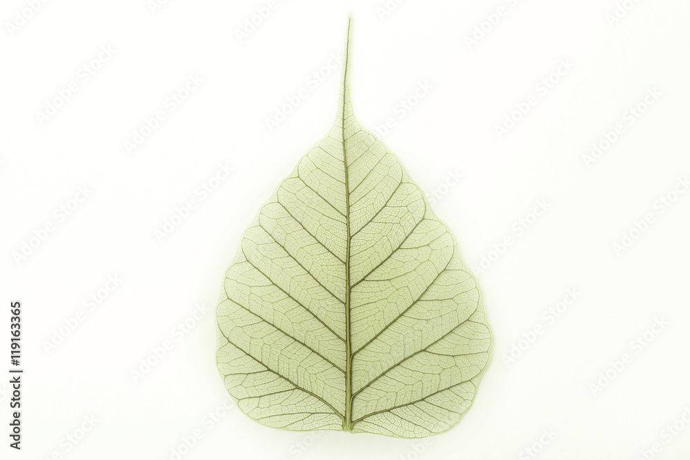Bo leaf texture, Bodhi leaf Stock Photo | Adobe Stock