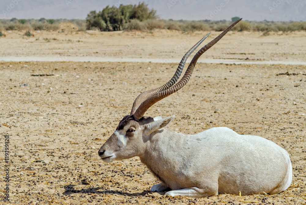 Desert Addax