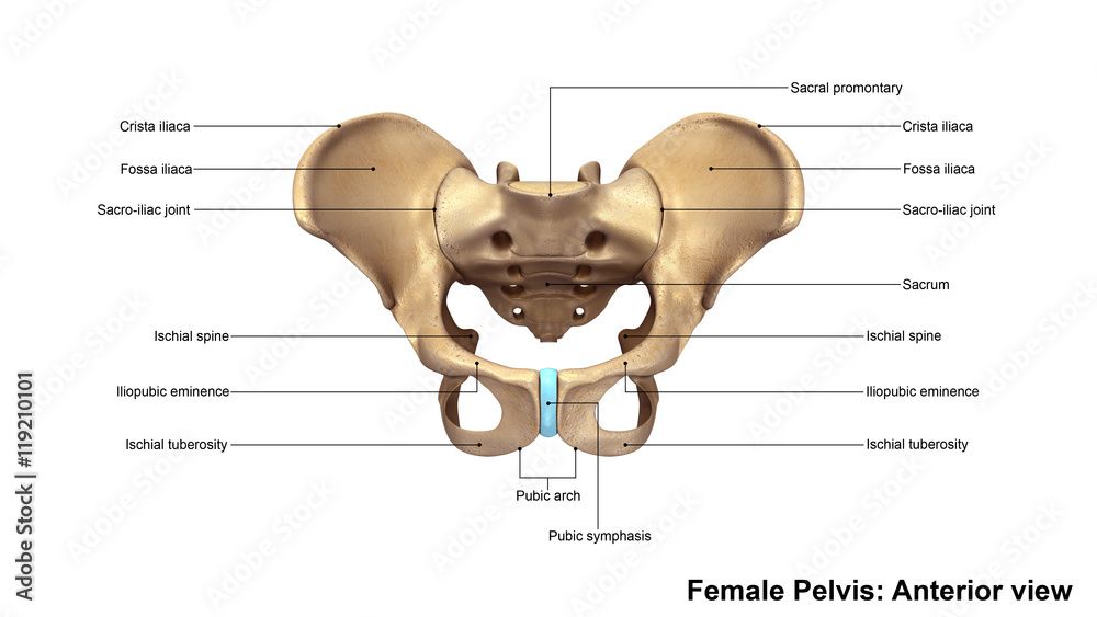 Skeleton Pelvis Anterior view Stock Photo | Adobe Stock